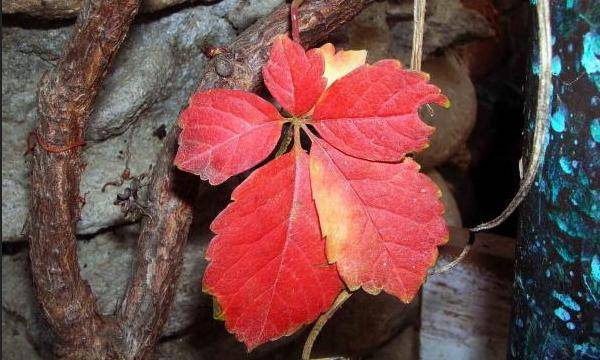 Vite rossa: proprietà, benefici, uso, rimedi, tisana e controindicazioni