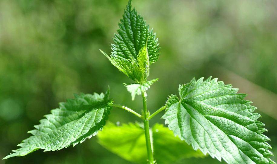 Ortica: proprietà, benefici, usi, rimedi naturali e controindicazioni