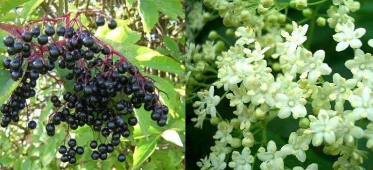Sambuco: proprietà, benefici, usi, a cosa serve e controindicazioni