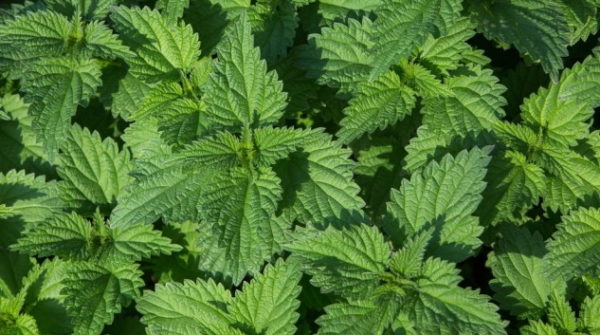 Ortica: proprietà, benefici, usi, rimedi naturali e controindicazioni