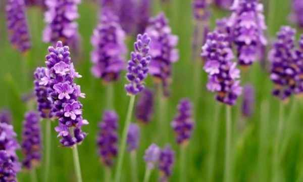 Lavanda: proprietà, benefici, uso, tisana, rimedi e controindicazioni