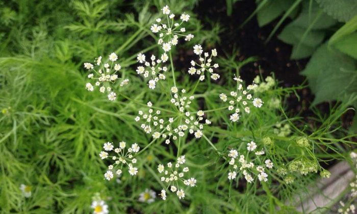 Cumino: proprietà, benefici, utilizzi e controindicazioni