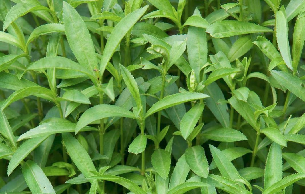 Dragoncello: proprietà, benefici, utilizzo e controindicazioni