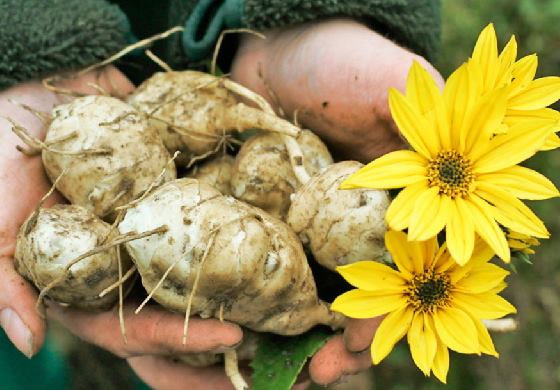 Topinambur: proprietà, benefici, valori nutrizionali, calorie, utilizzi ...
