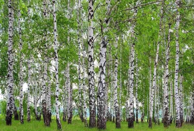 Betulla: proprietà, benefici, utilizzo, rimedi naturali e controindicazioni