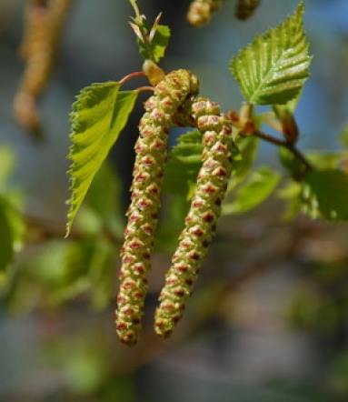 Betulla: proprietà, benefici, utilizzo, rimedi naturali e controindicazioni