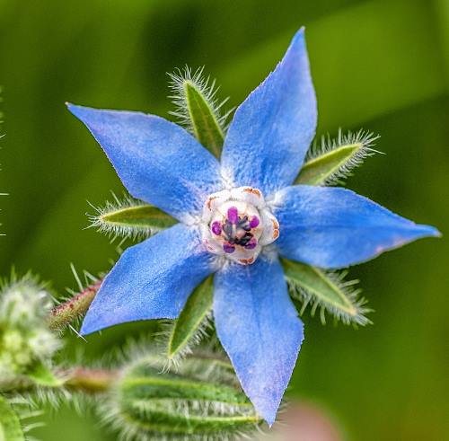 Borragine: proprietà, benefici, utilizzo, rimedi naturali e ...