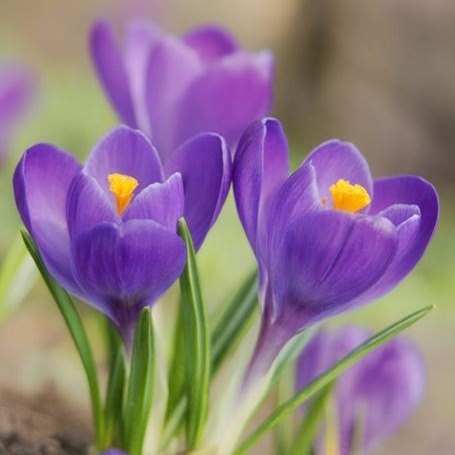 Crochi: come curare e coltivare i crochi in vaso e in giardino