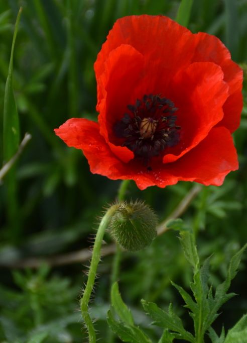 Papavero: proprietà, benefici, utilizzo, rimedi naturali e ...