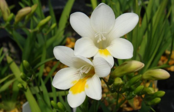 Fresia: come curare e coltivare le fresie in vaso e in giardino