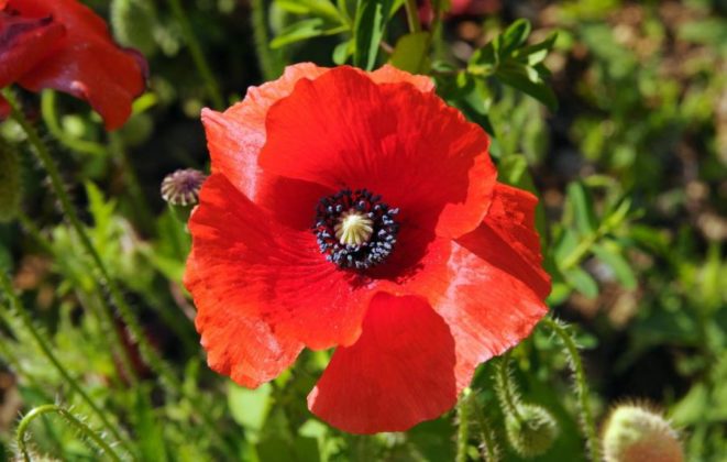 Papavero: proprietà, benefici, utilizzo, rimedi naturali e ...