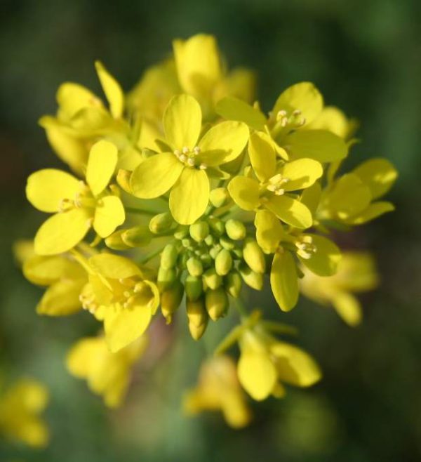 Senape: proprietà, benefici, utilizzo, rimedi naturali e controindicazioni