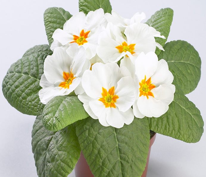 Primula: come curare e coltivare le primule in vaso e in giardino