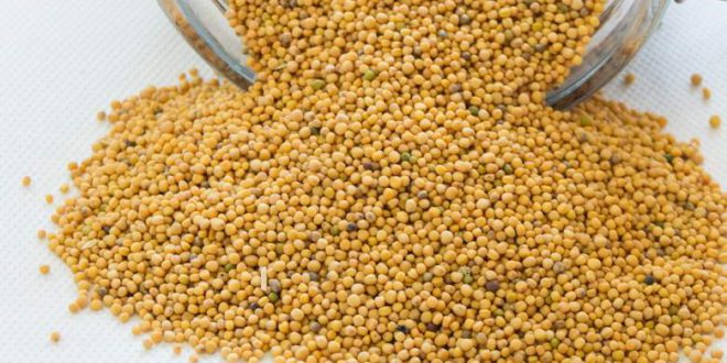 Senape: proprietà, benefici, utilizzo, rimedi naturali e controindicazioni