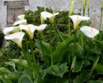 Calla: come curare e come coltivare le calle in vaso o in giardino