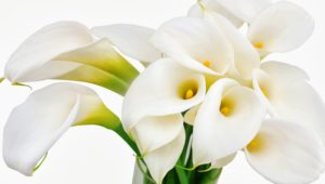 Calla: come curare e come coltivare le calle in vaso o in giardino
