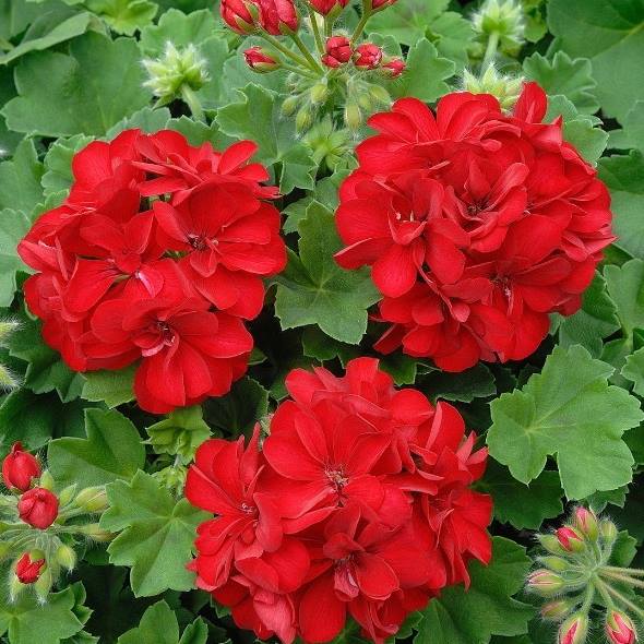 Geranio: come curare e come coltivare i gerani in vaso o in giardino