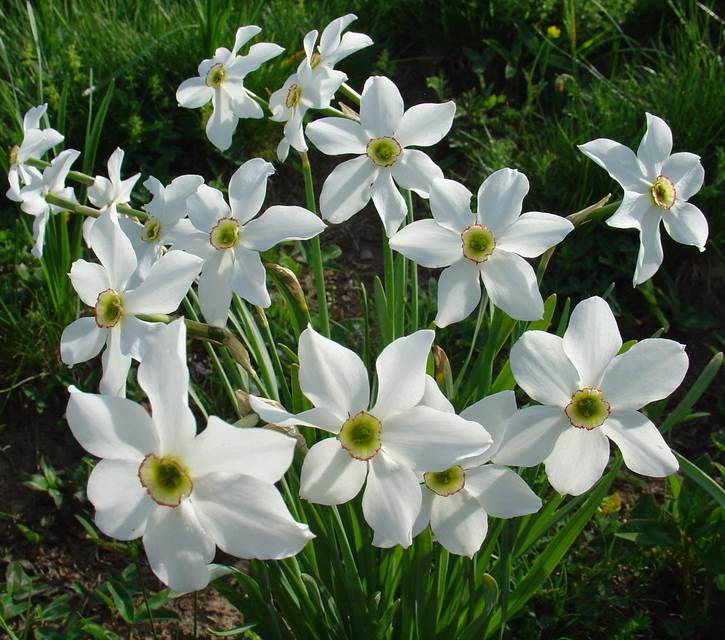 Narciso: come curare e come coltivare i narcisi in vaso e in giardino