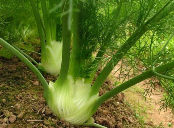 Finocchio: proprietà, benefici, utilizzi e controindicazioni