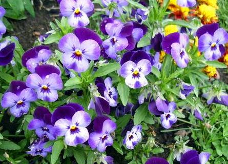 Viola: come curare e coltivare le viole in vaso e in giardino