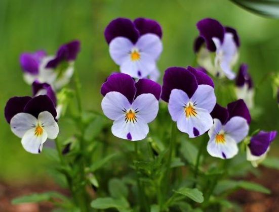 Viola: come curare e coltivare le viole in vaso e in giardino