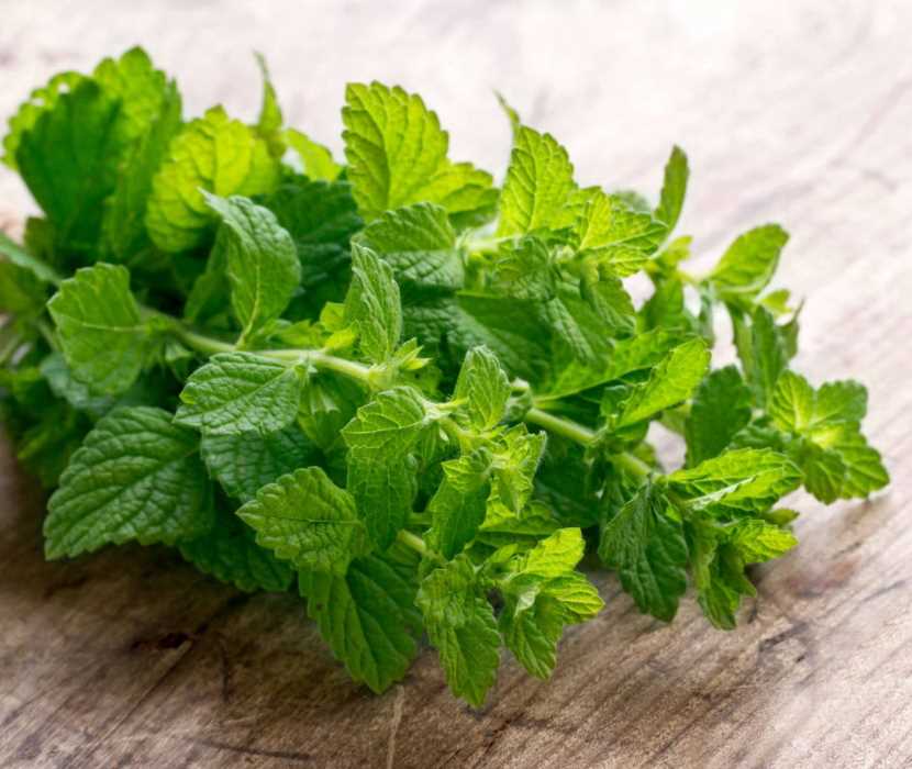 Menta: proprietà, benefici, uso e controindicazioni