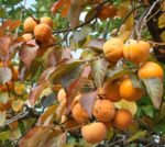 Cachi: proprietà, benefici, uso, rimedi e controindicazioni