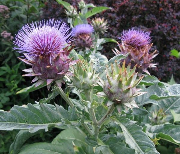 Cardo: proprietà, benefici, uso, ricette e controindicazioni