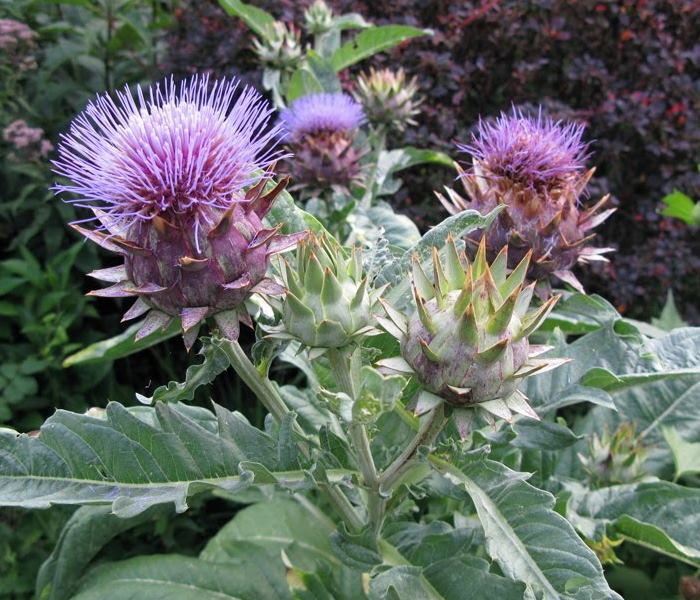 Cardo: proprietà, benefici, uso, ricette e controindicazioni