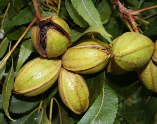 Noci Pecan: proprietà, benefici, valori nutrizionali uso e ...