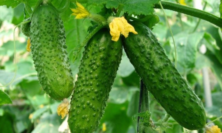 Cetriolo: proprietà, benefici, uso, rimedi naturali e controindicazioni