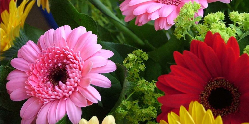 Gerbera: come curare e coltivare le gerbere in vaso e in giardino