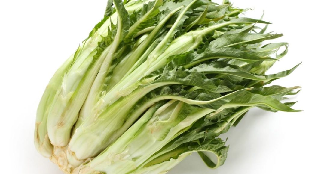Puntarelle: proprietà, benefici, uso e controindicazioni