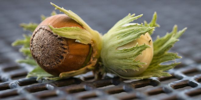 Come coltivare le nocciole in casa: germinazione, cura e raccolta